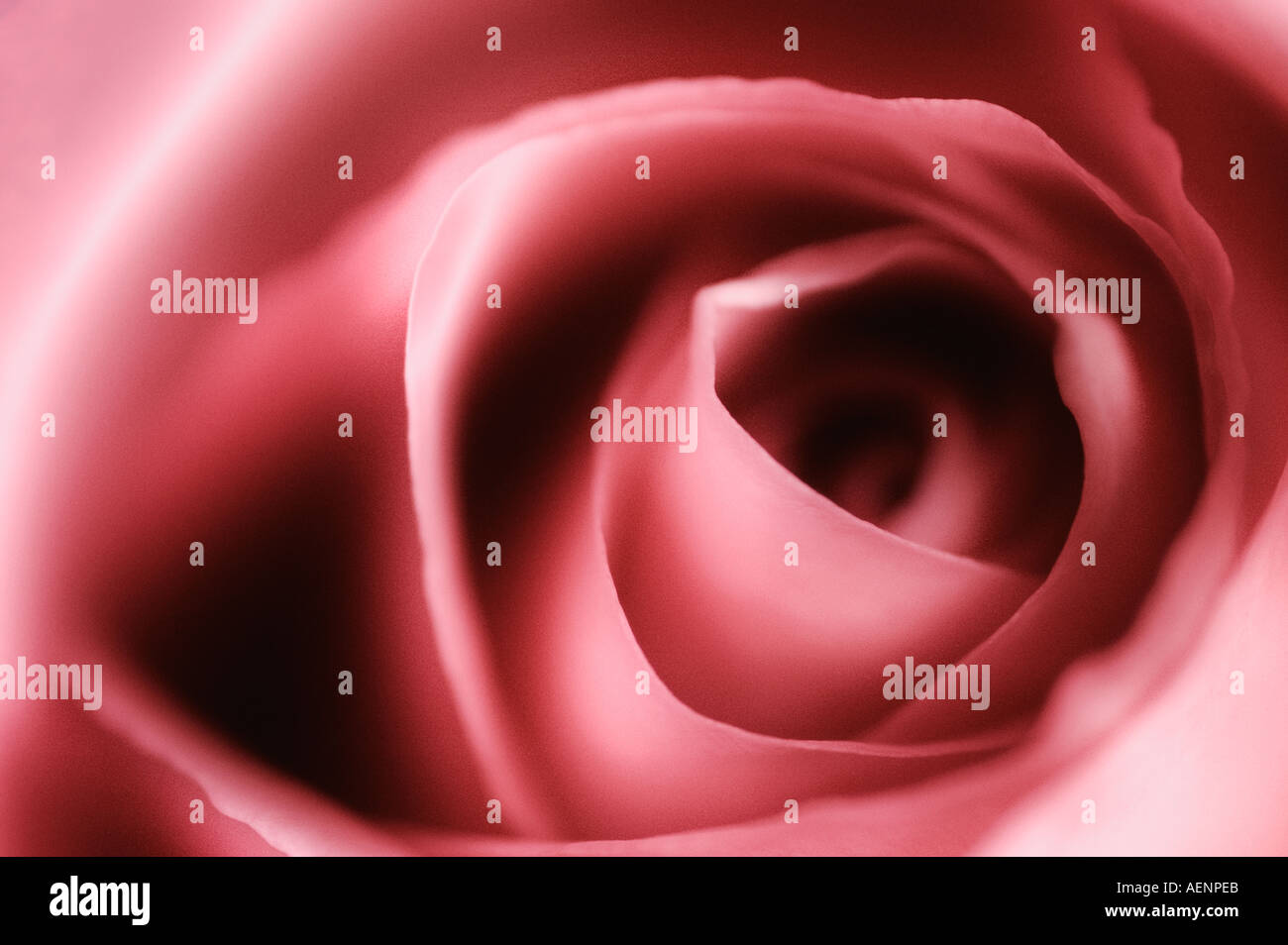 Rose Flower Center Stock Photo - Alamy