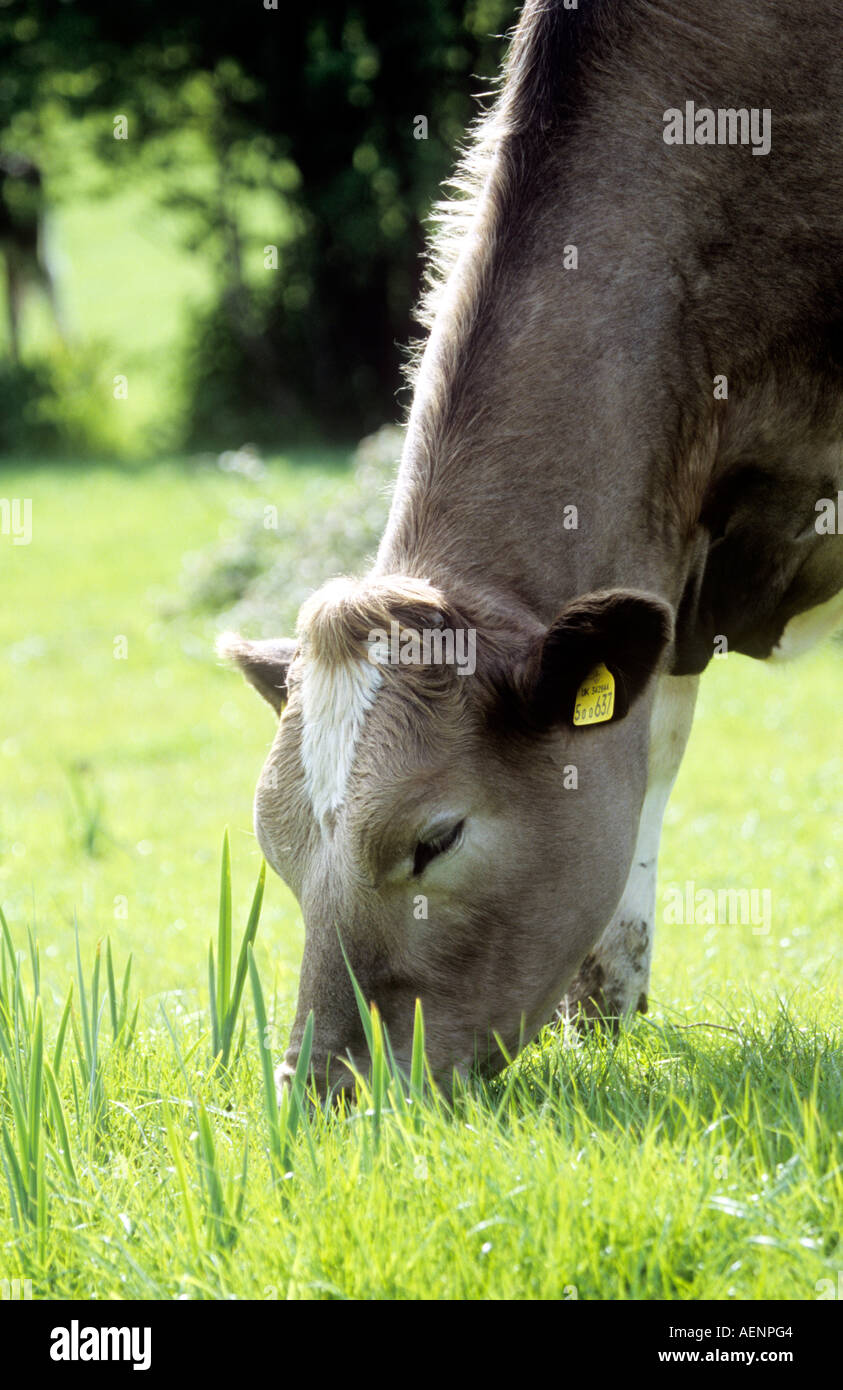Cow eating grass Stock Photo - Alamy