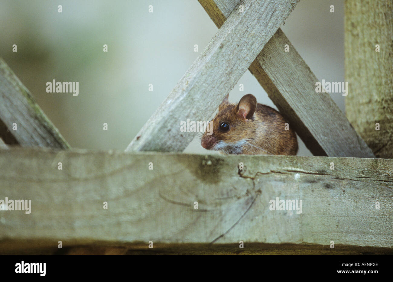 Yellow neck mouse on garden trellis Stock Photo - Alamy