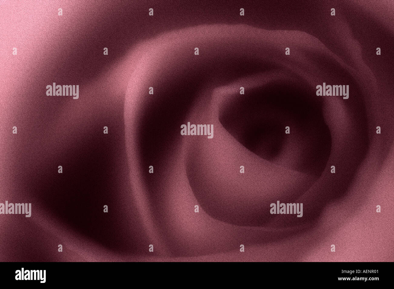 Rose Flower Center Stock Photo - Alamy