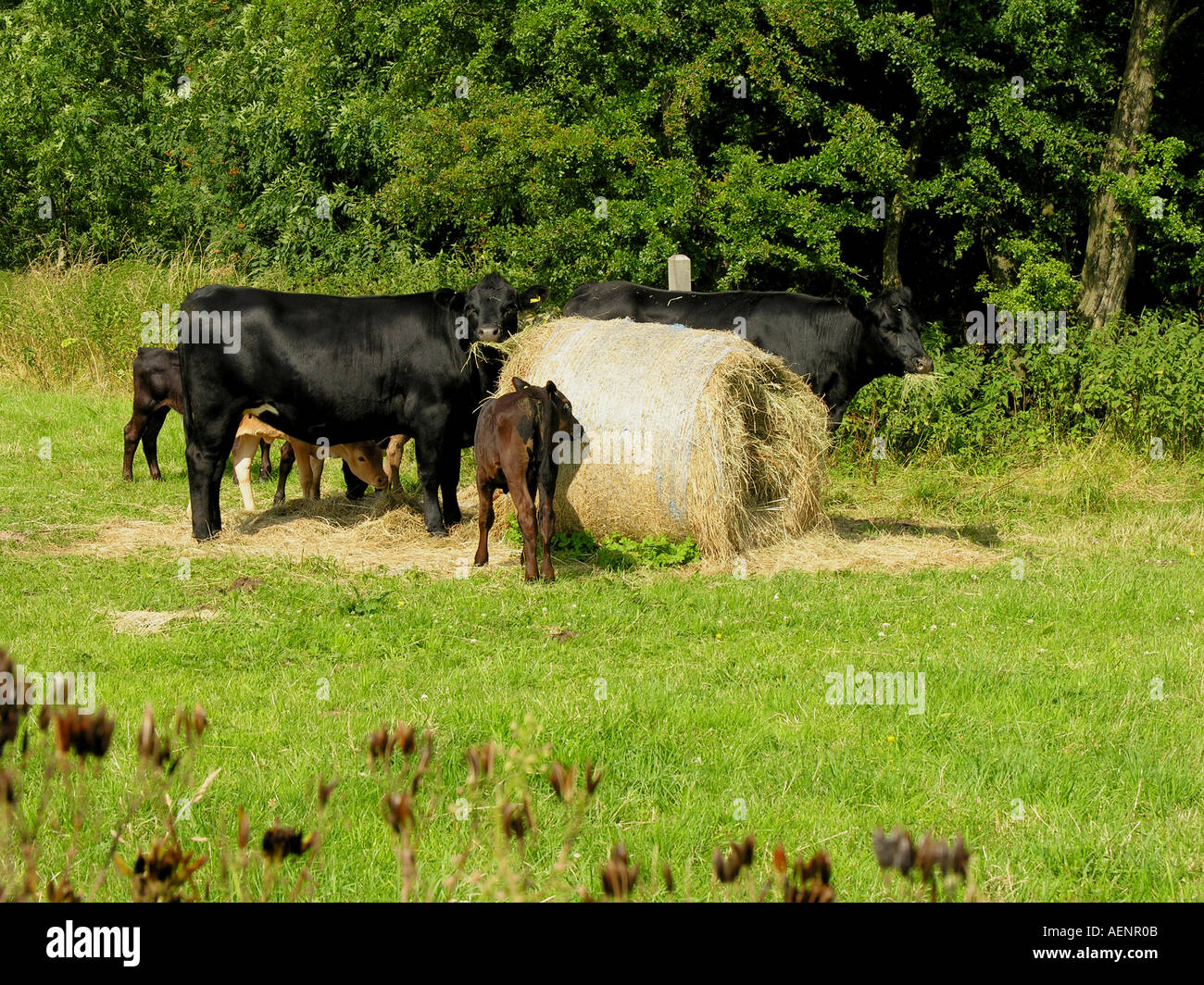 Cow hey hi-res stock photography and images - Alamy