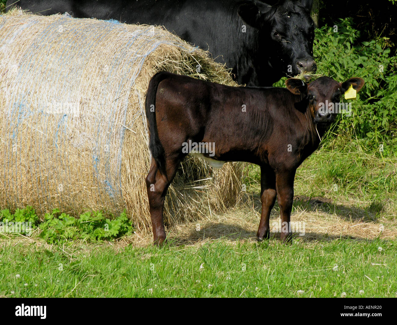 Calf hey hi-res stock photography and images - Alamy