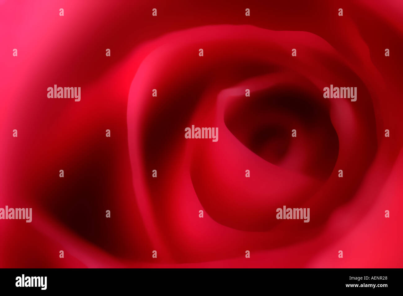 Rose Flower Center Stock Photo - Alamy