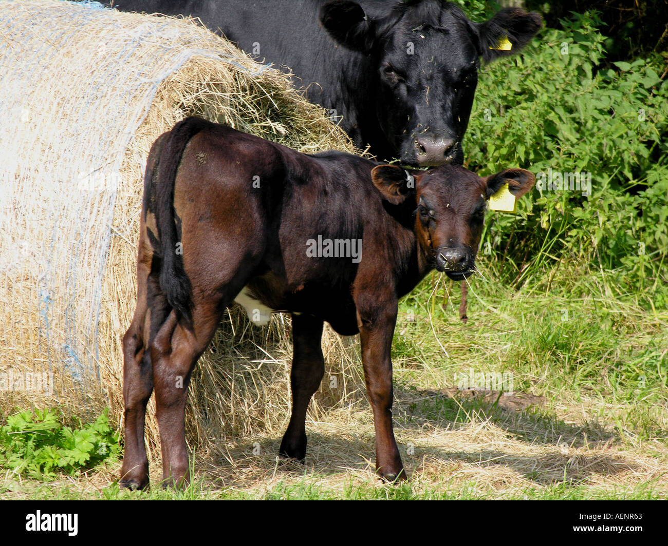 calf and mother Stock Photo - Alamy
