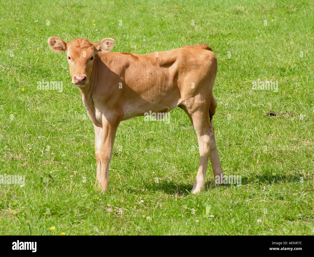 Calf hey hi-res stock photography and images - Alamy