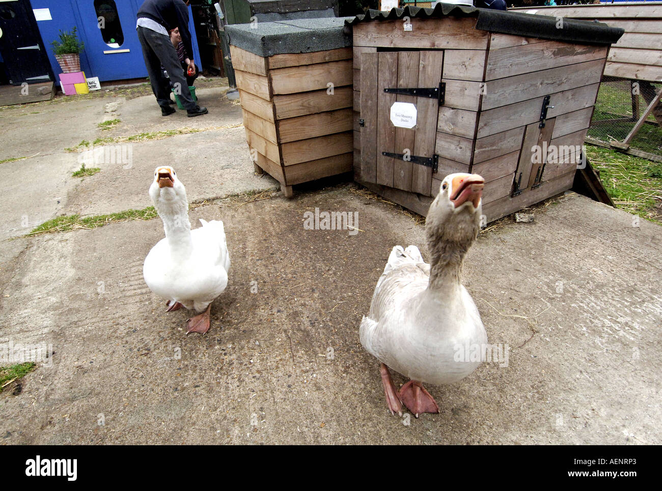 Chickens and ducks uk farm hi-res stock photography and images - Alamy