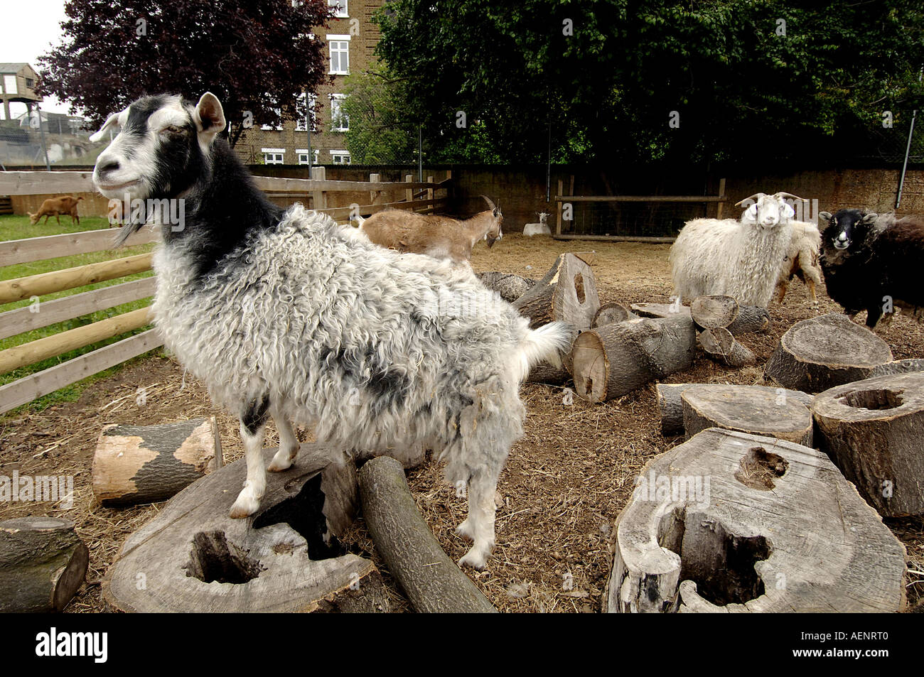 Spitalfields City Farm London UK Stock Photo - Alamy