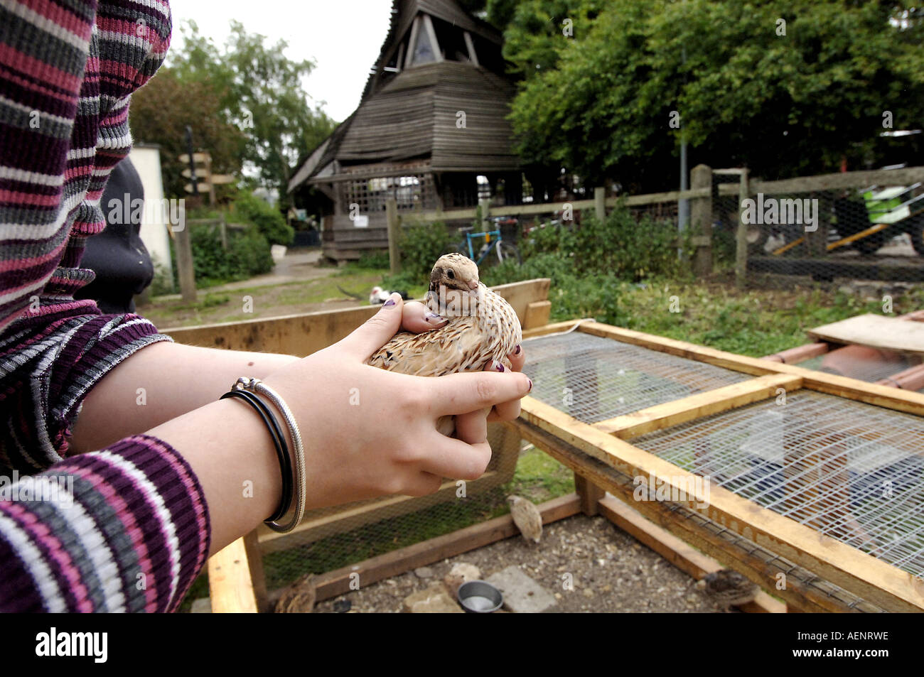 Spitalfields City Farm London UK Stock Photo - Alamy