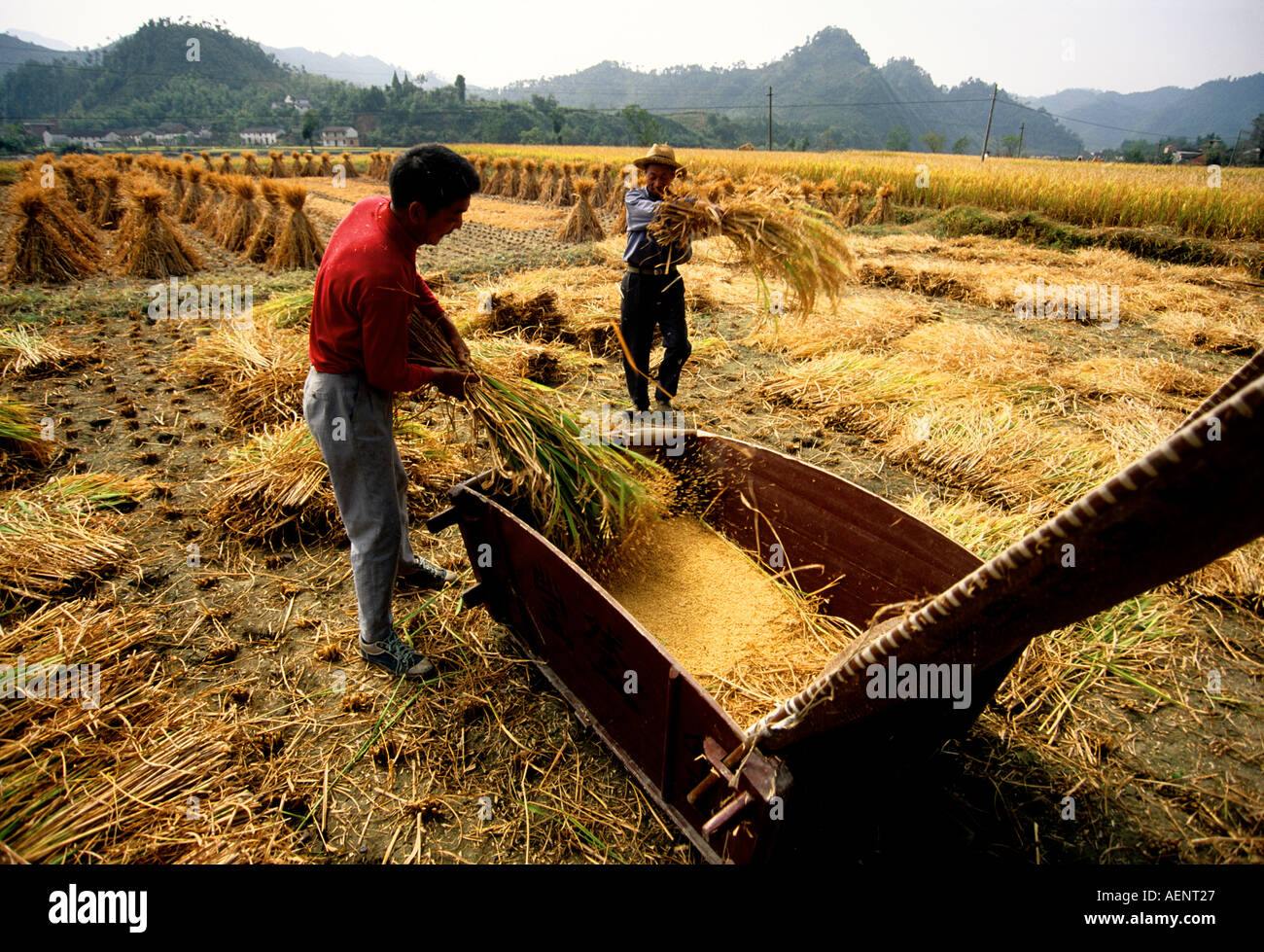 Rice threshing china hi-res stock photography and images - Alamy