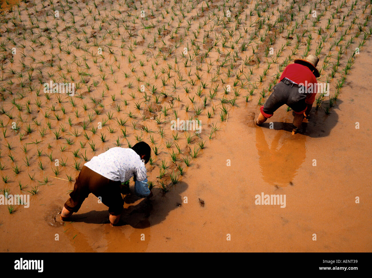 Transplanting rice plants hi-res stock photography and images - Alamy
