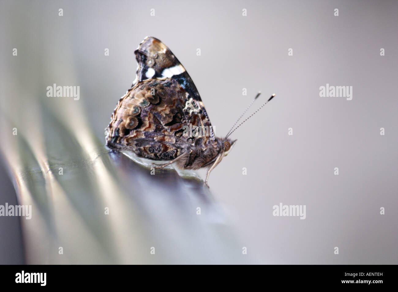 Night butterfly hi-res stock photography and images - Alamy
