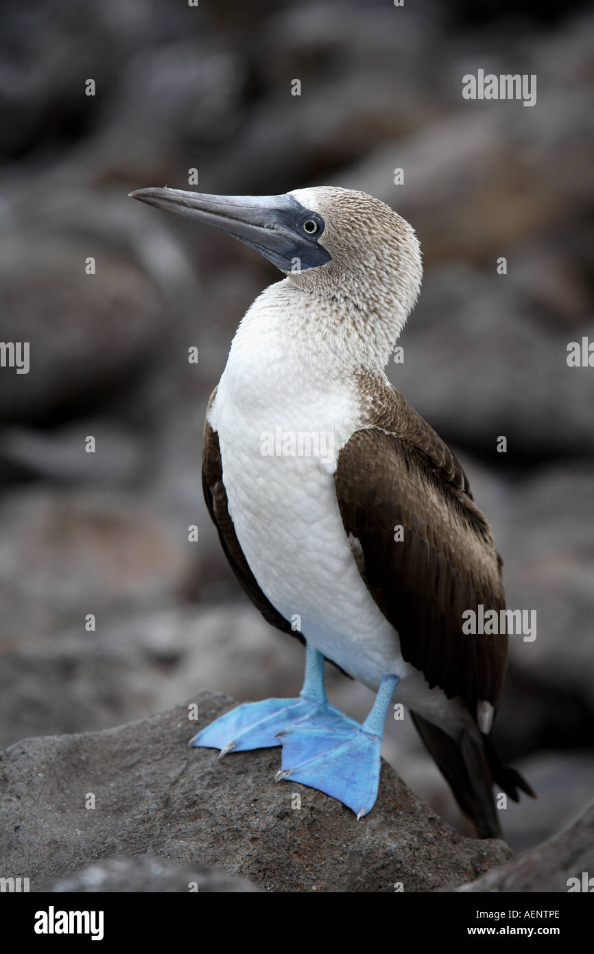 Comic isla hi-res stock photography and images - Alamy