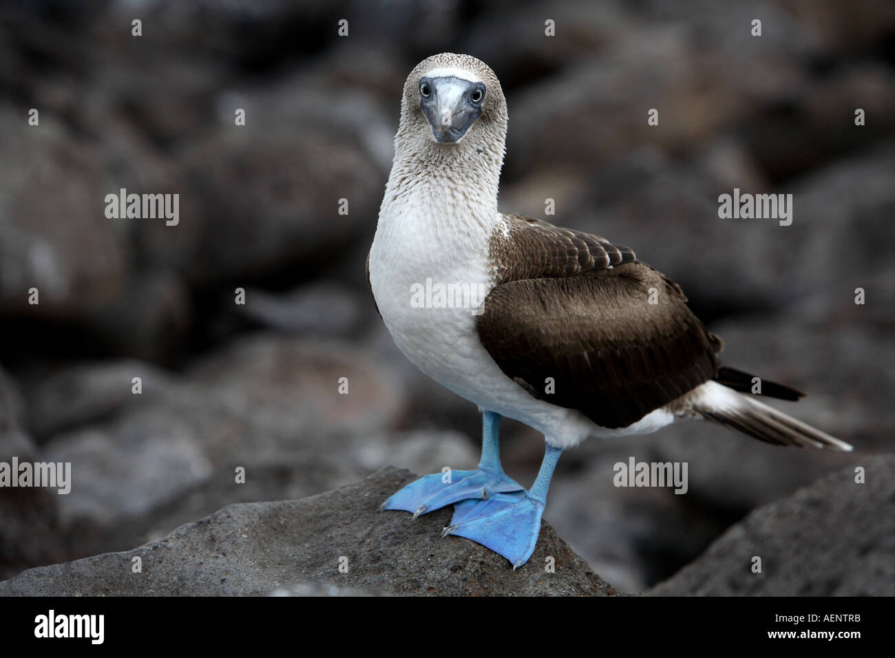 Comic isla hi-res stock photography and images - Alamy