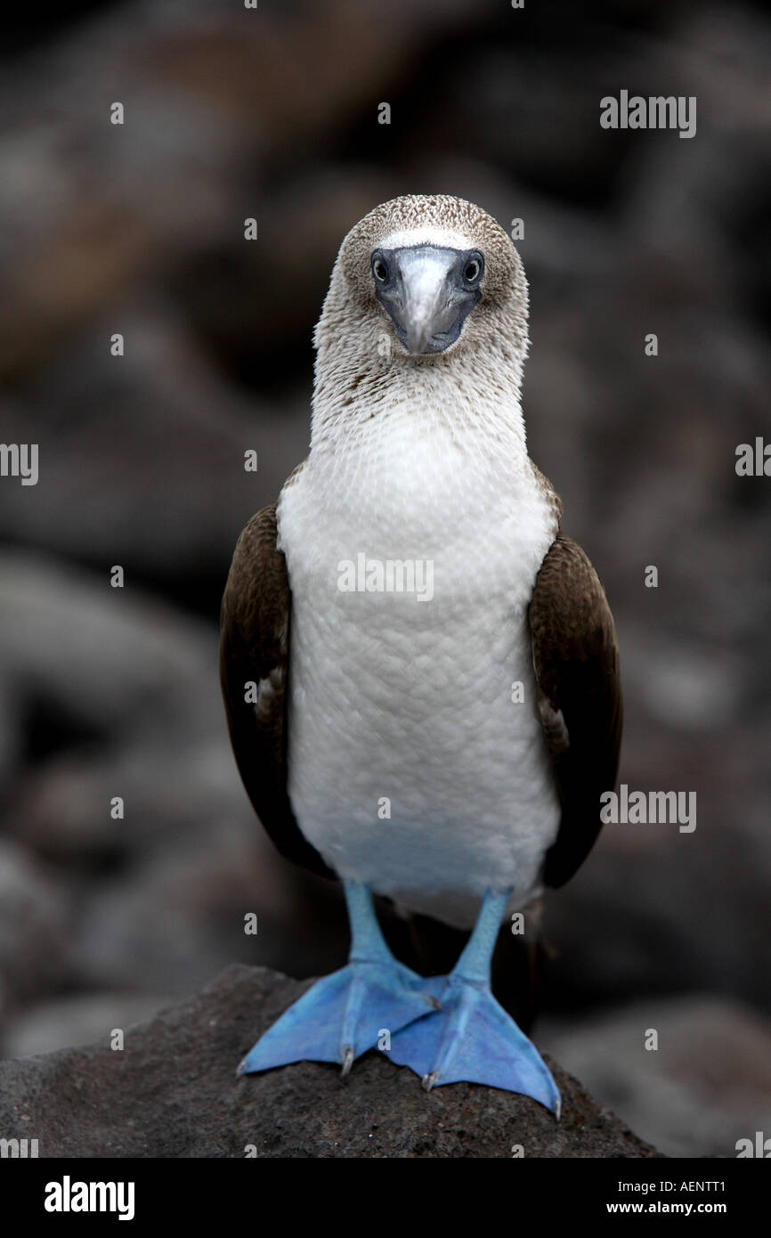 Comic isla hi-res stock photography and images - Alamy