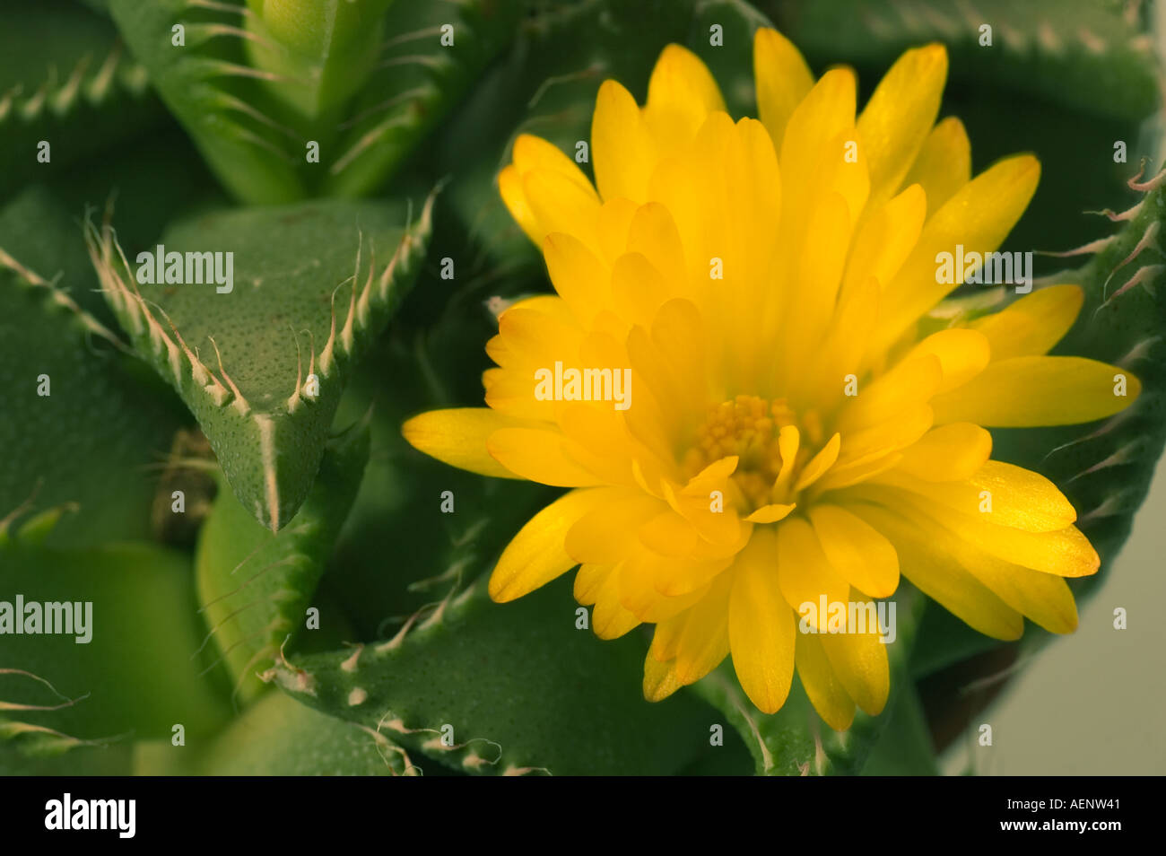Tiger jaws succulent hi-res stock photography and images - Alamy