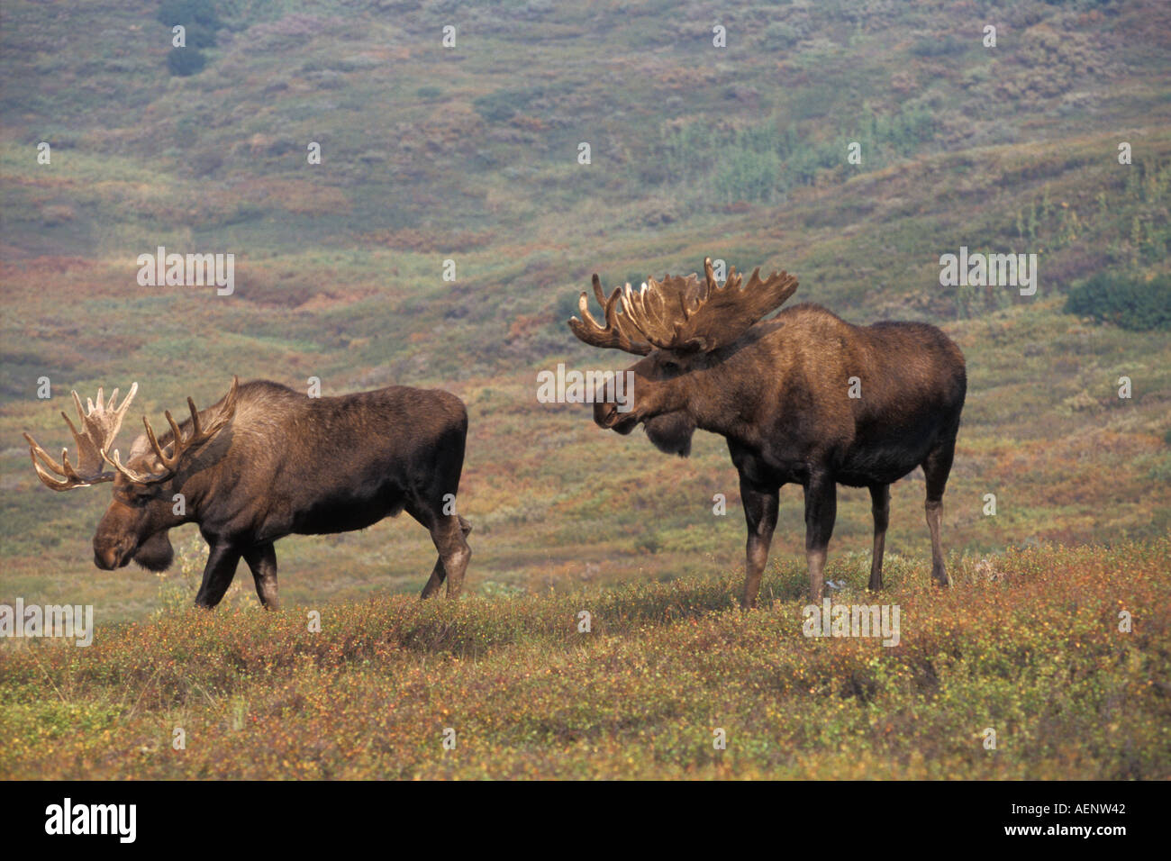 Alaskan bull moose profile hi-res stock photography and images - Alamy