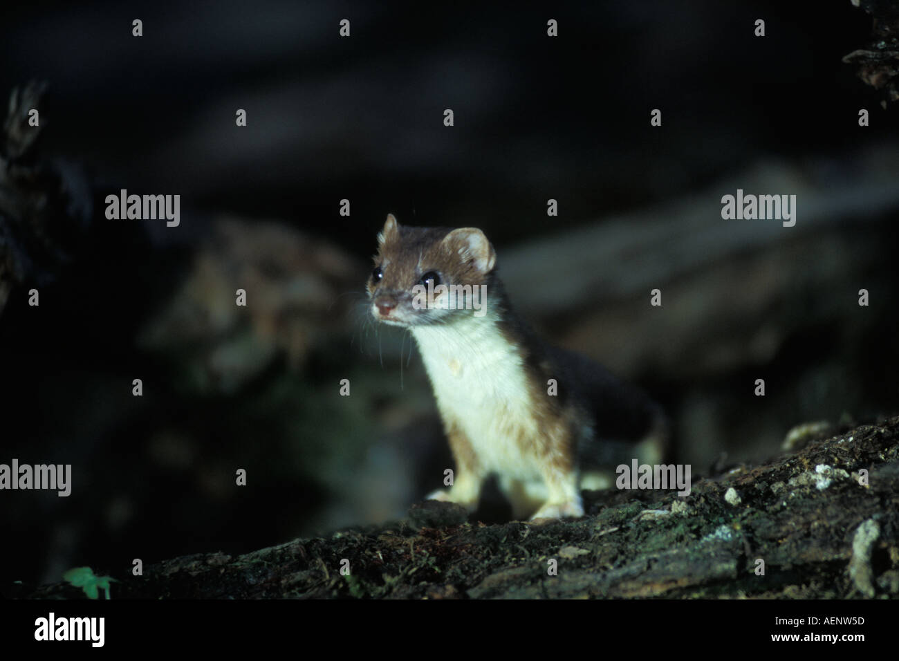 short tailed weasel ermine Mustela erminea in the foothills of the ...
