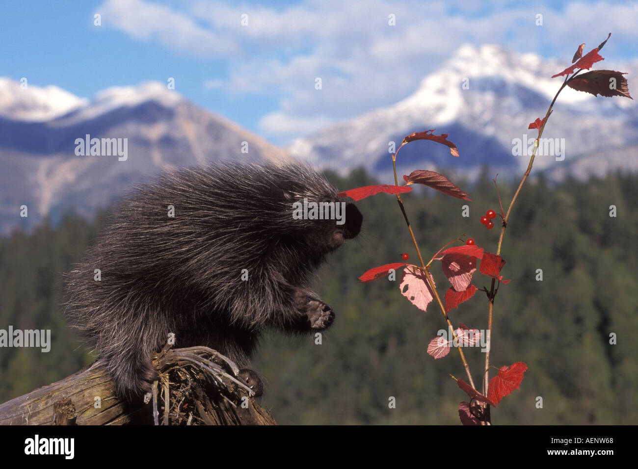 common porcupine Erethizon dorsatum feeding on high brush cranberry ...