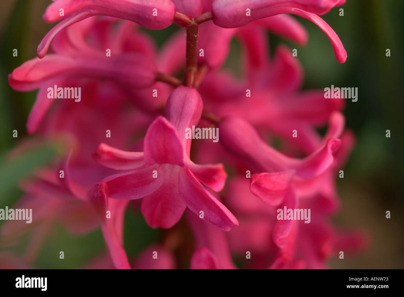 Forcing hyacinth hi-res stock photography and images - Alamy