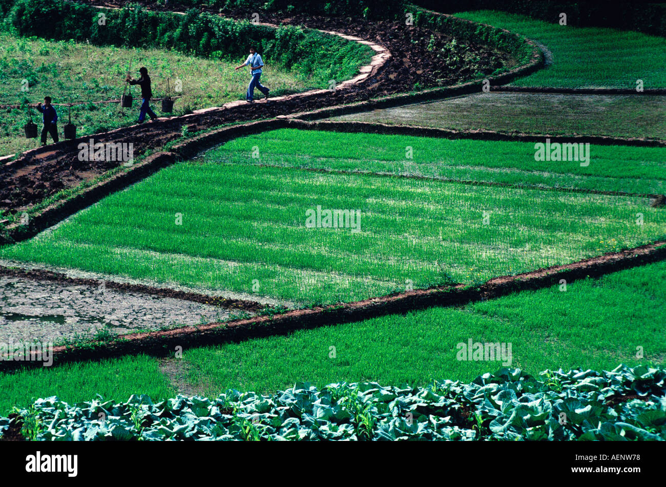 Yangtze river farming hi-res stock photography and images - Alamy
