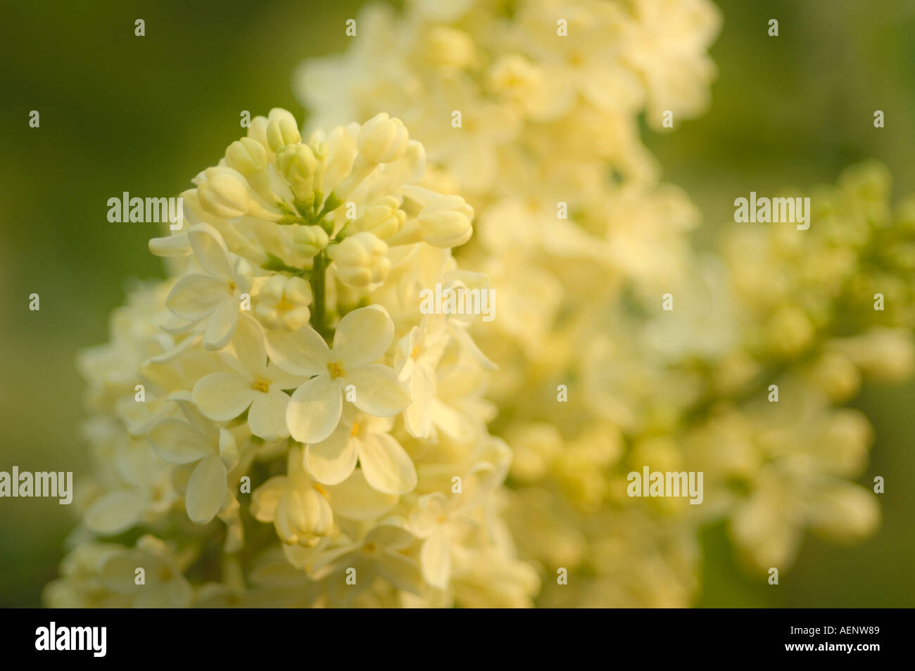 Syringa vulgaris primrose lilac yellow hi-res stock photography and ...