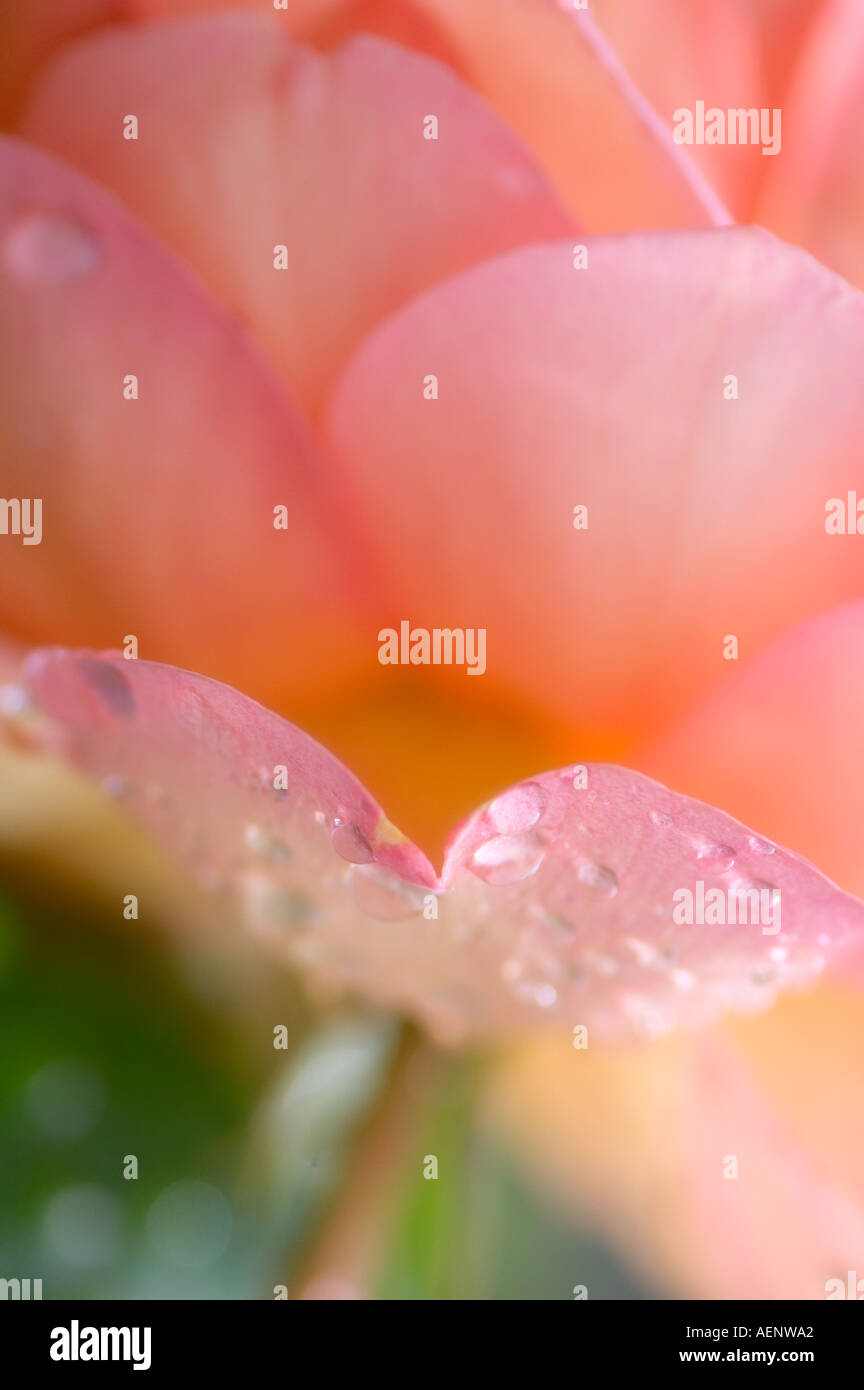 Rose Flower Close-up Stock Photo - Alamy