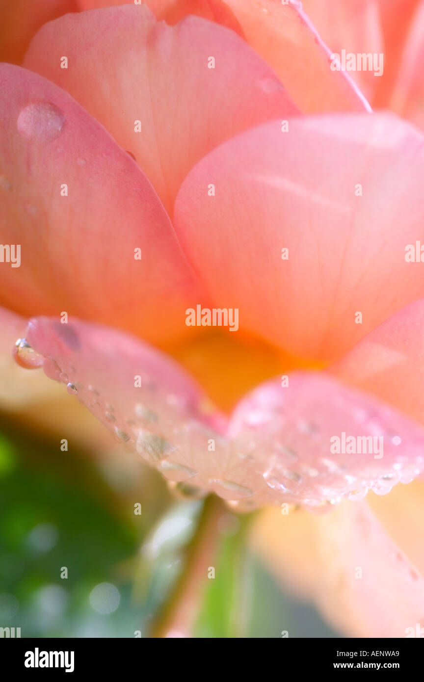 Rose Flower Close-up Stock Photo - Alamy