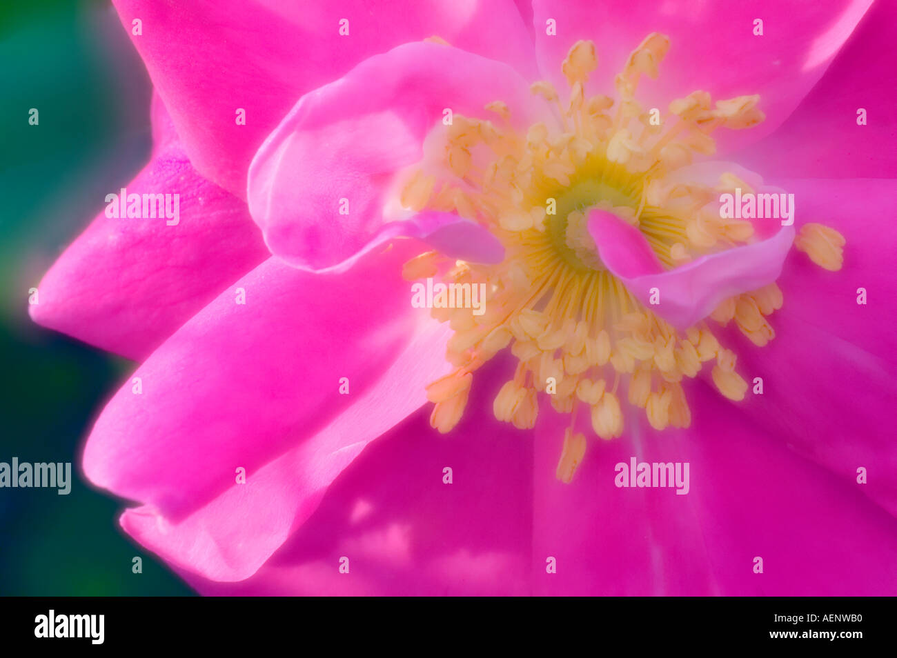 Vivid Pink Single Rose Flower Center Stock Photo - Alamy