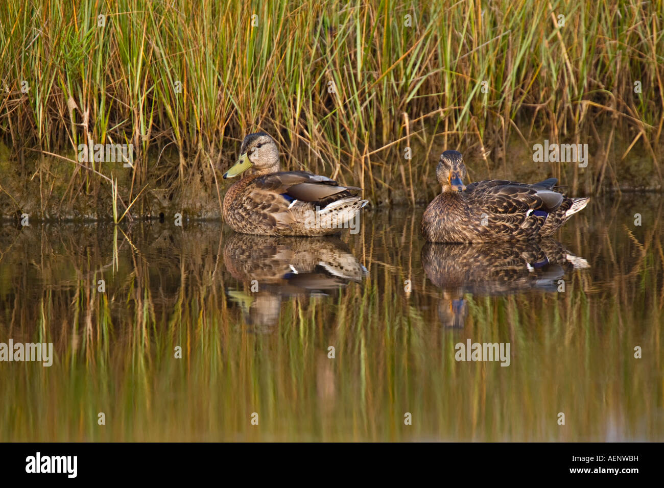 American Black Duck (Anas rubripes Stock Photo - Alamy