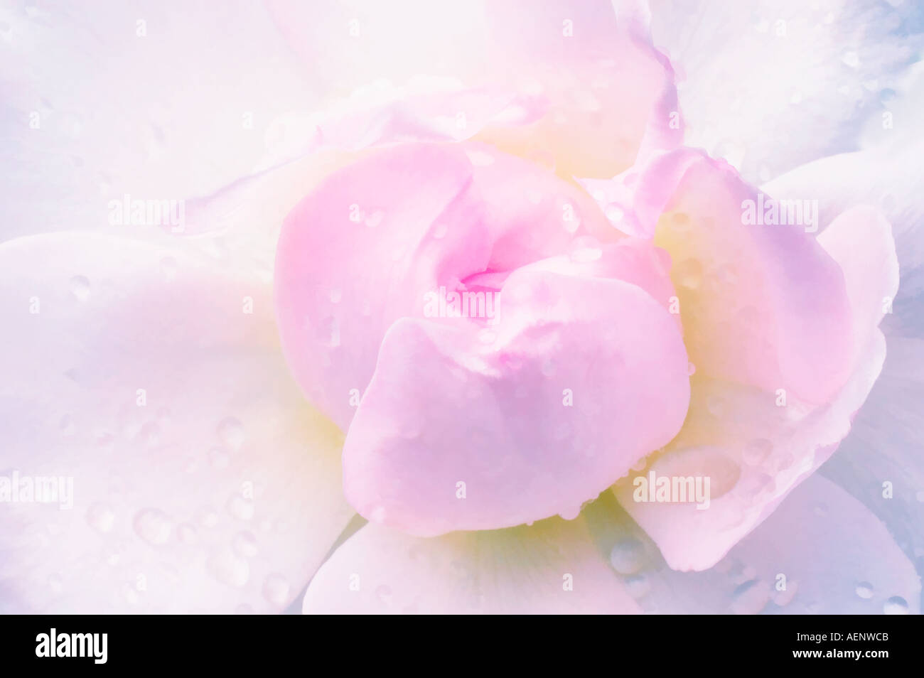 Light Pink Rose Flower Center. Rosa 'Sharifa Asma' Stock Photo - Alamy