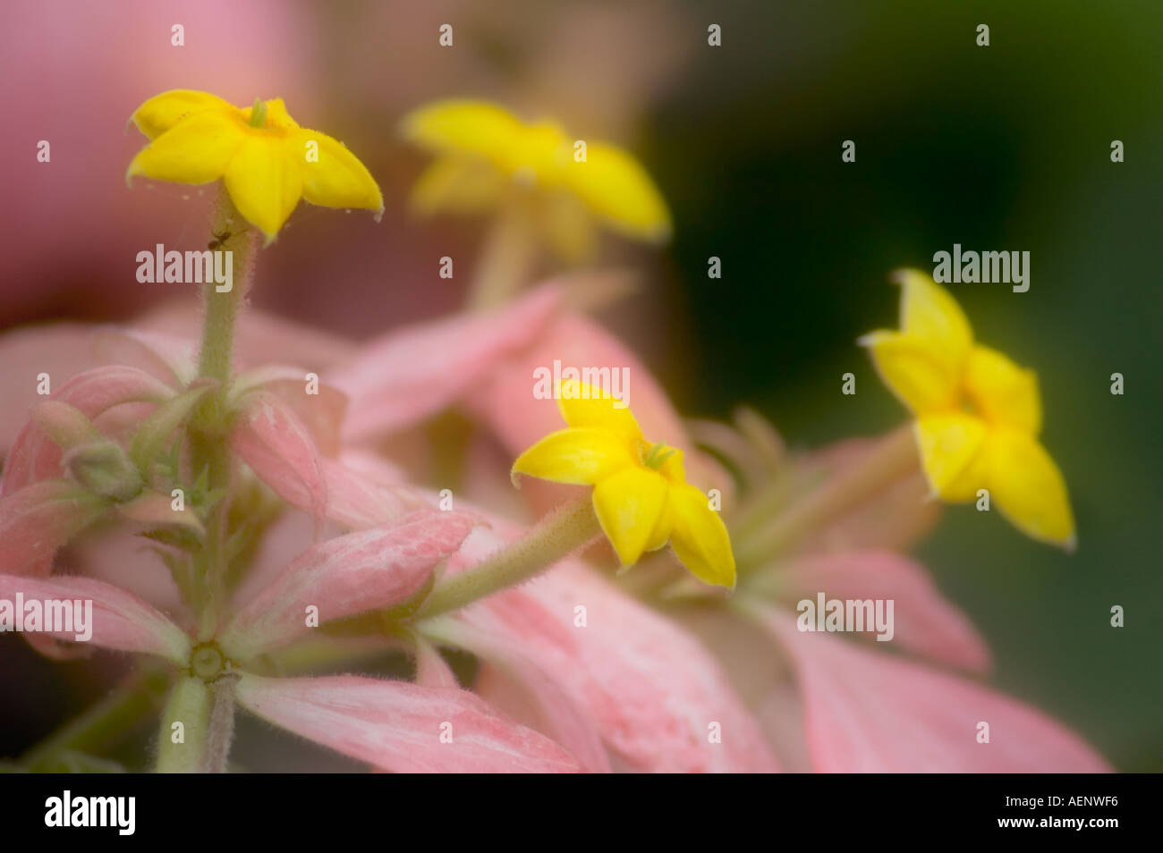 Yellow mussaenda hi-res stock photography and images - Alamy
