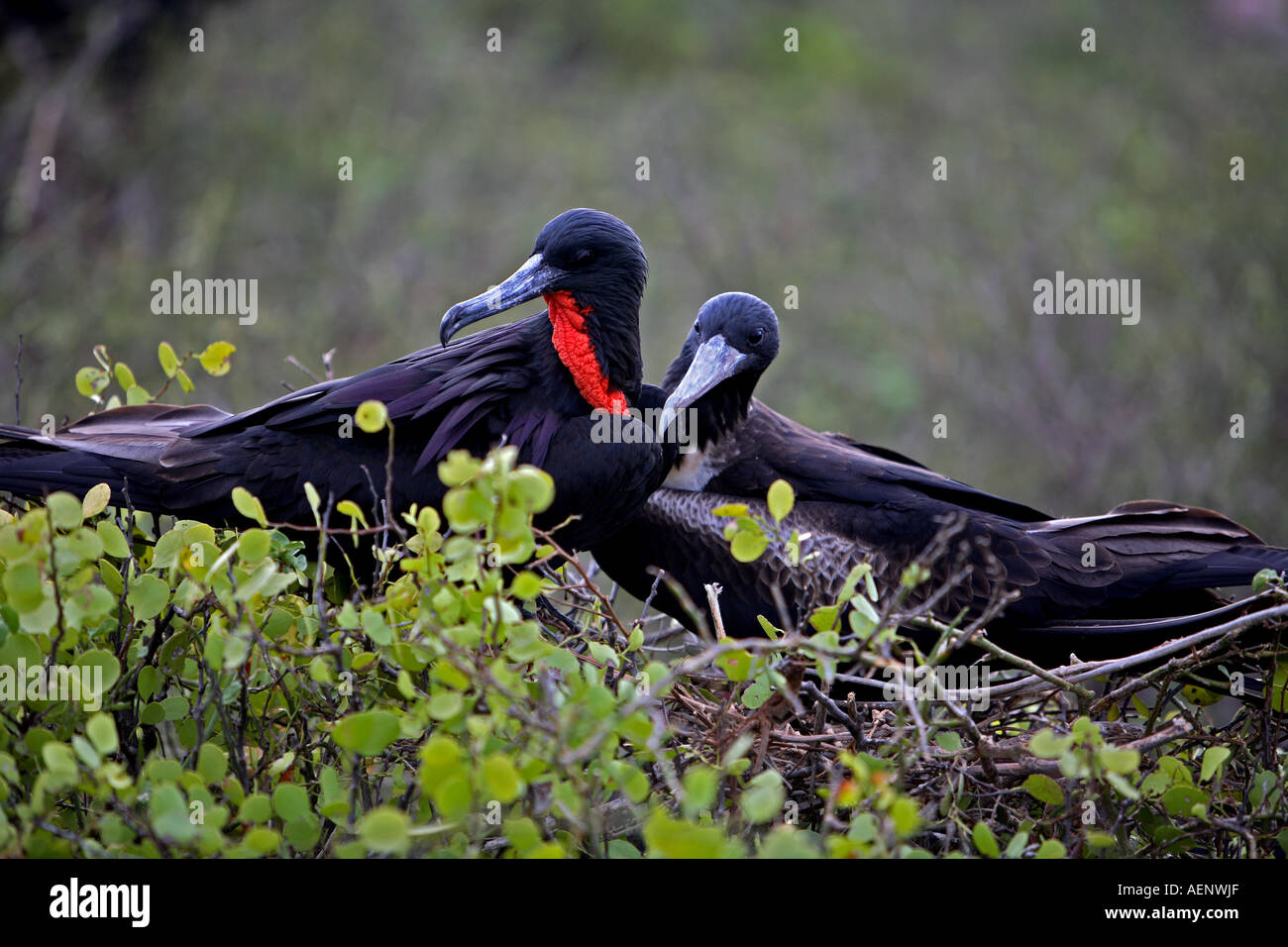 Great Frigatebird Vs Magnificent Frigatebird