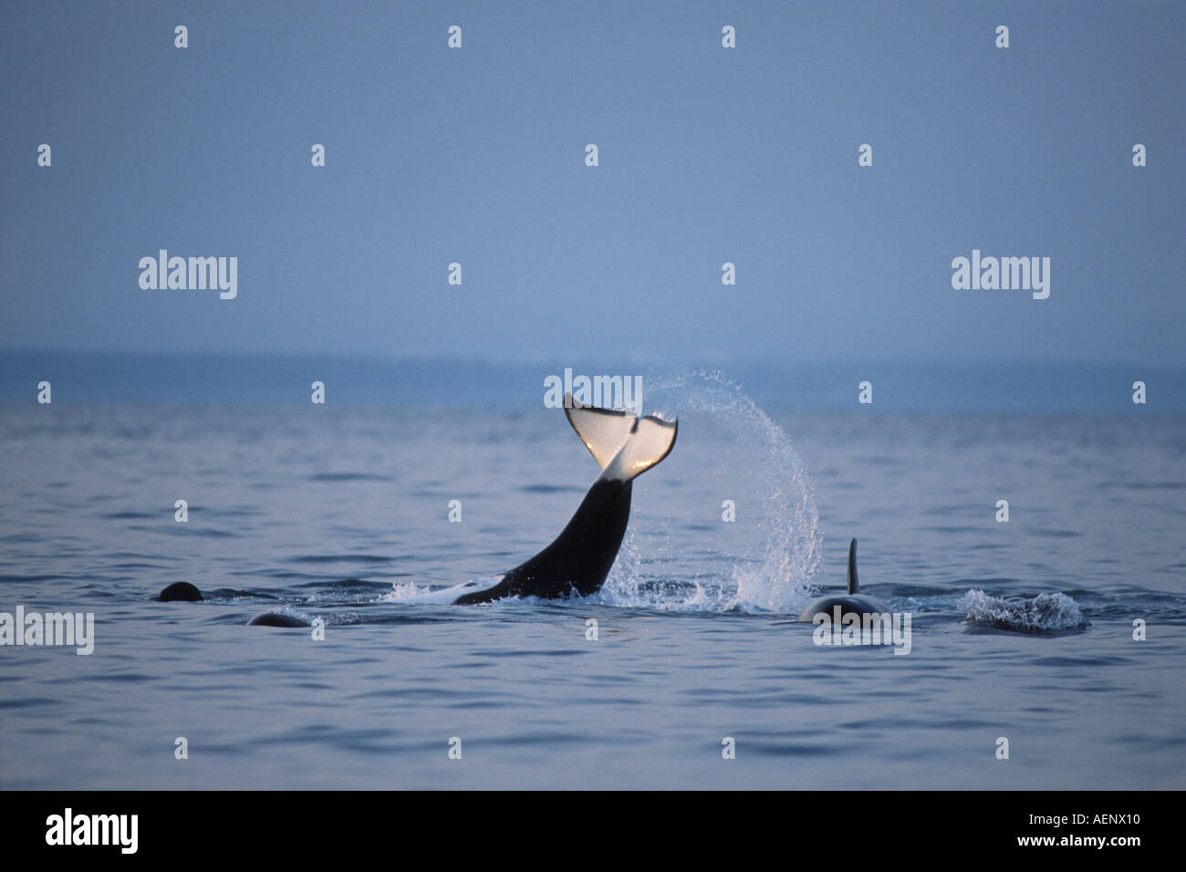Fish breaking surface of water hi-res stock photography and images - Alamy
