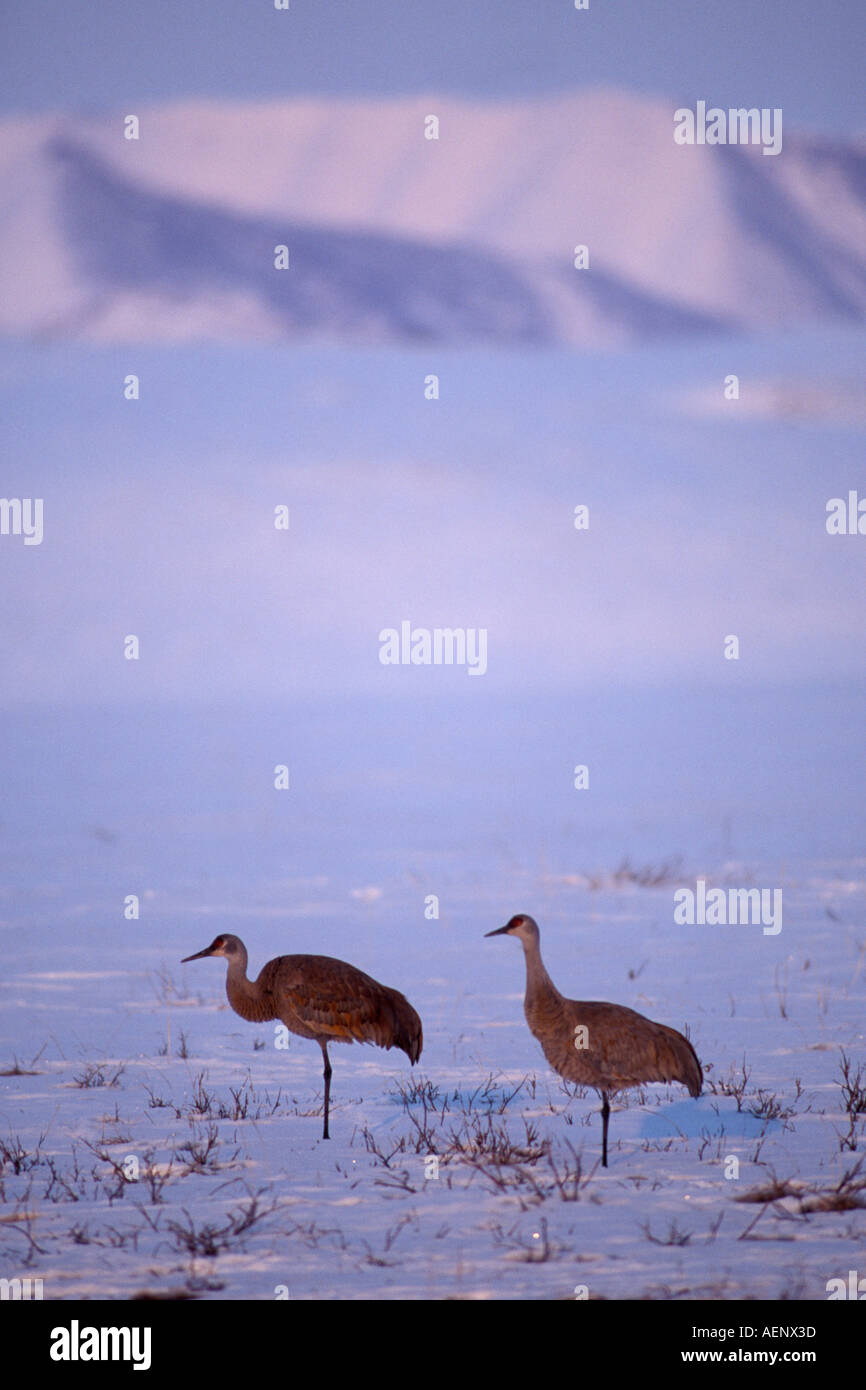Arctic sandhill crane hi-res stock photography and images - Alamy