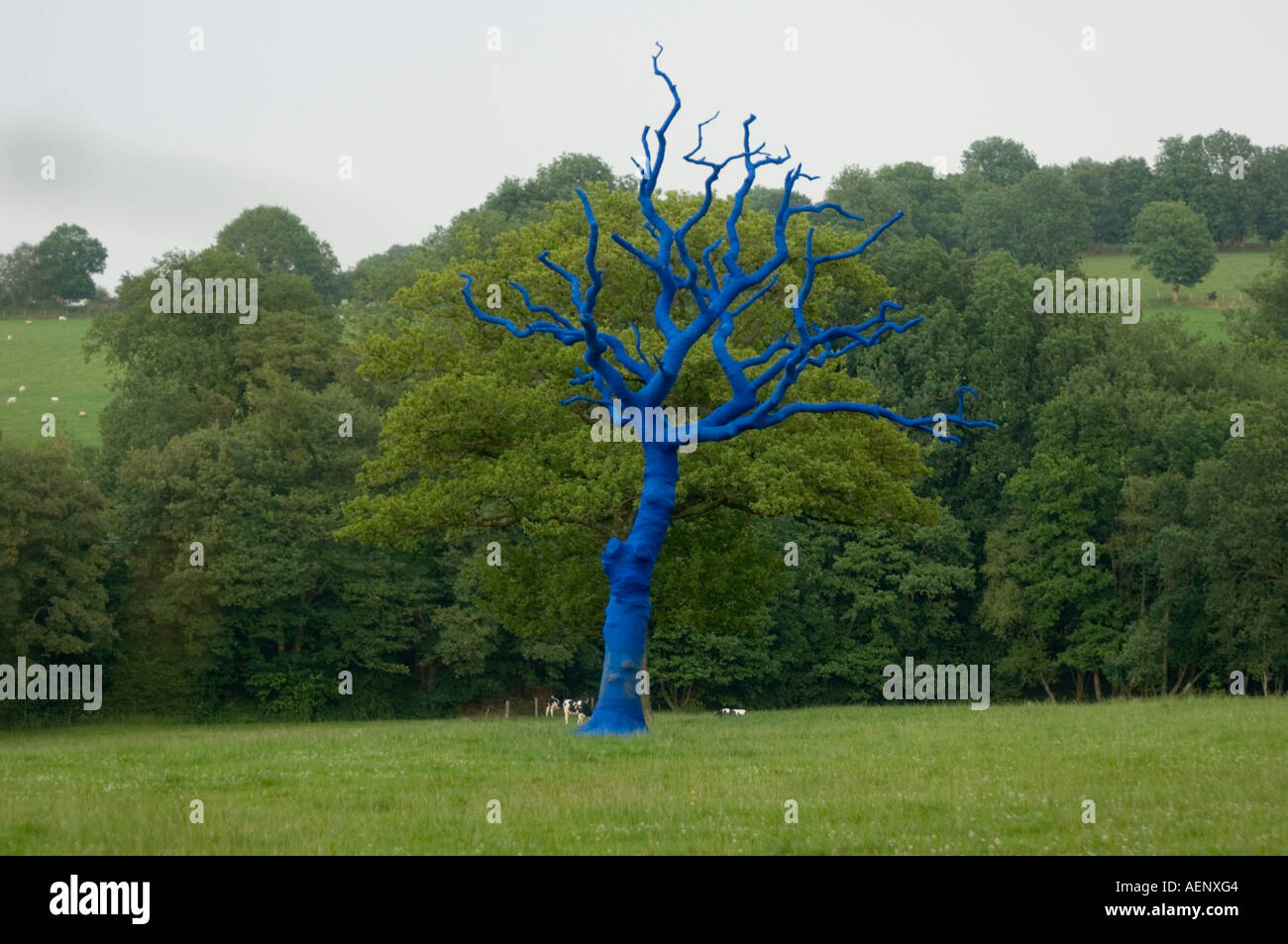 Tree wrapped in blue fabric by welsh artist Philippa Lawrence. in a ...