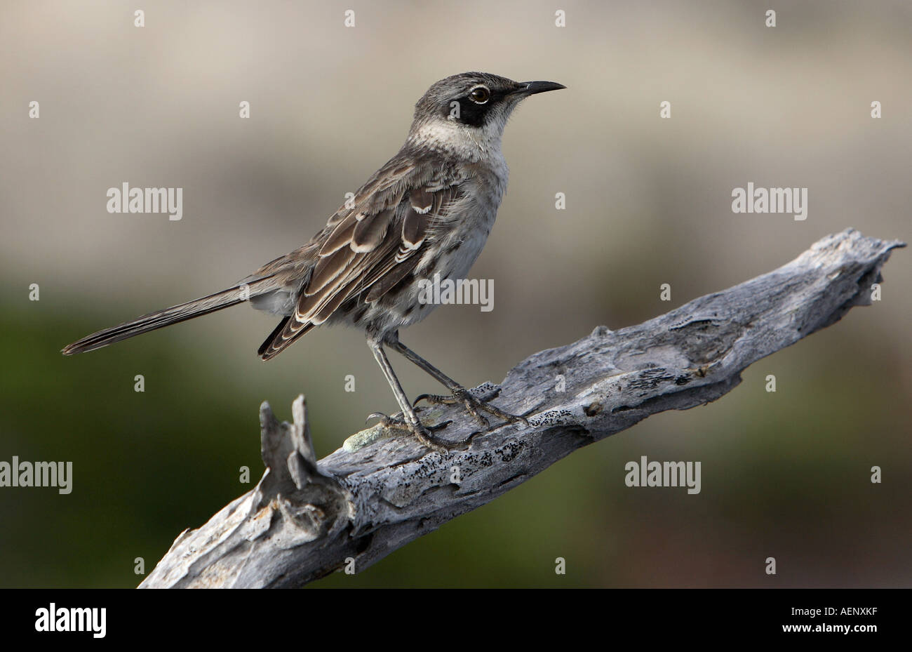 The mocking bird hi-res stock photography and images - Alamy