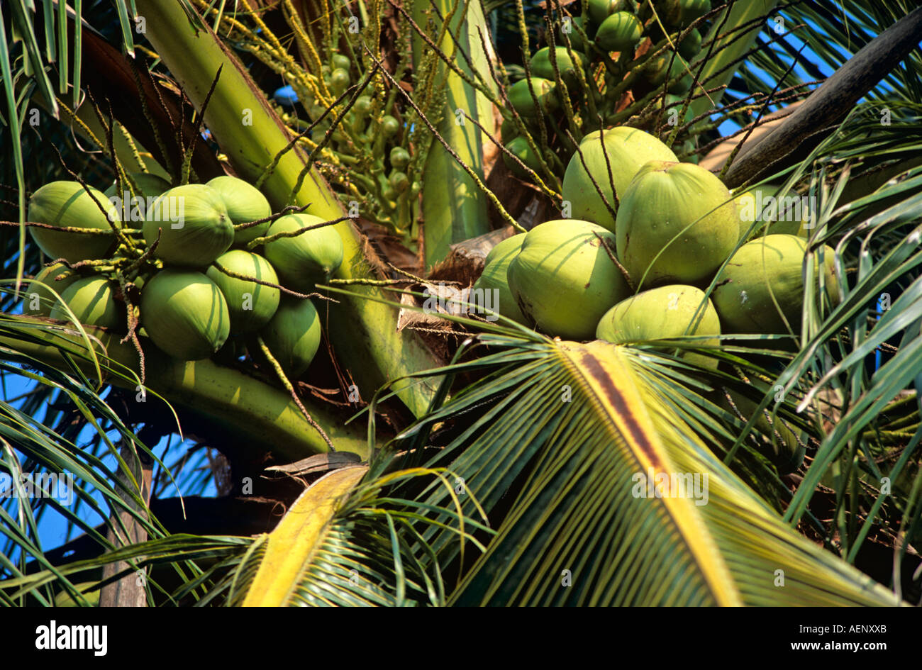 Coconuts in a coconut tree cocos nucifera hi-res stock photography and ...