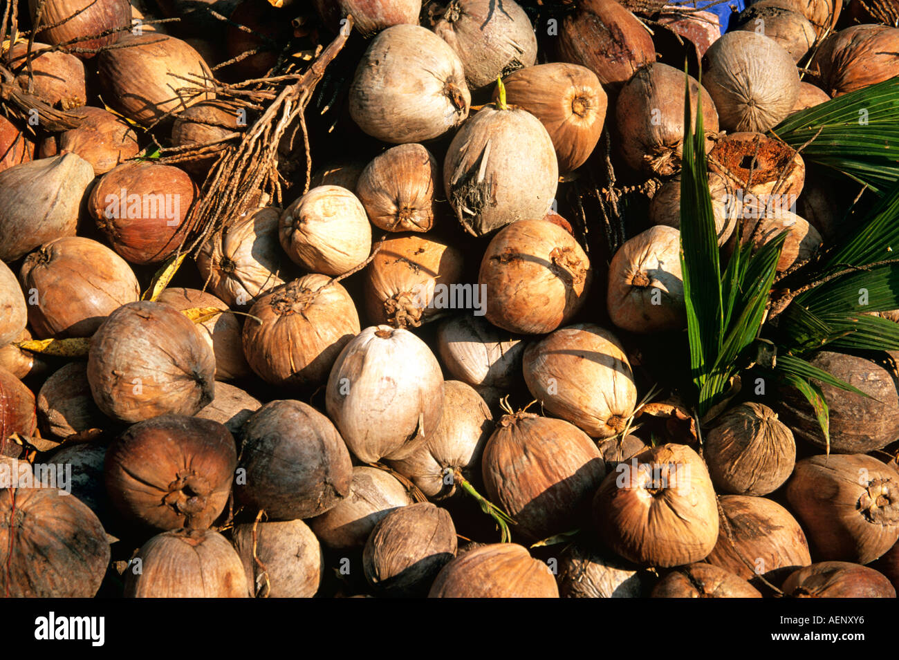 Thailand pile of coconuts hi-res stock photography and images - Alamy