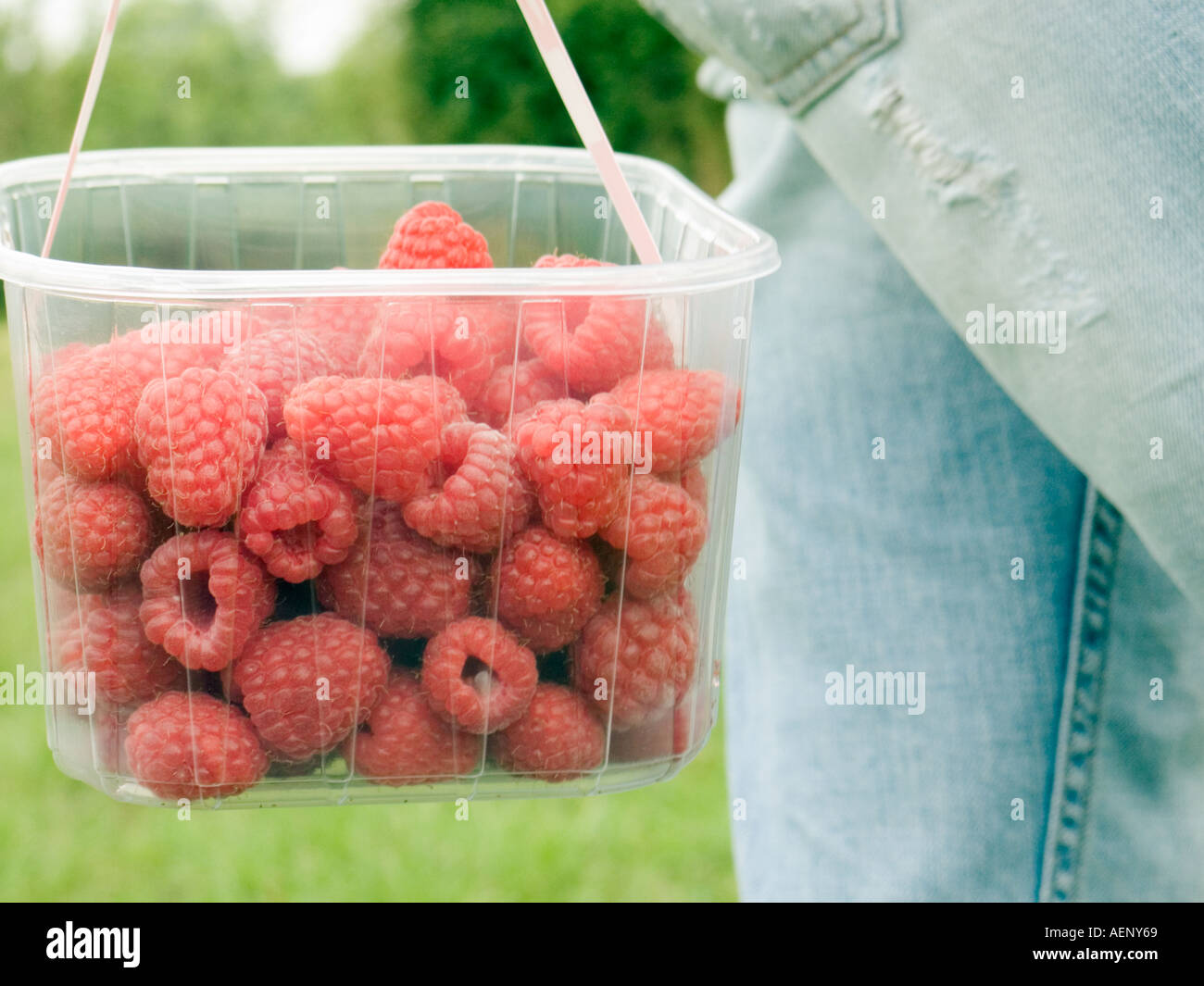Pick your own raspberries PYO Stock Photo - Alamy