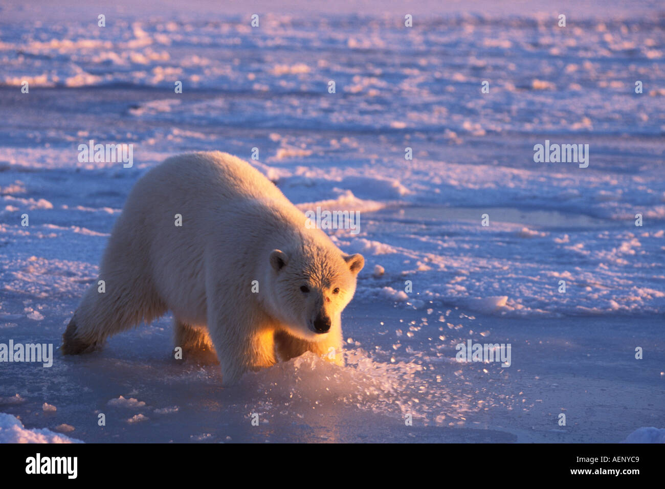 Slush soft ice sea water splashes hi-res stock photography and images ...