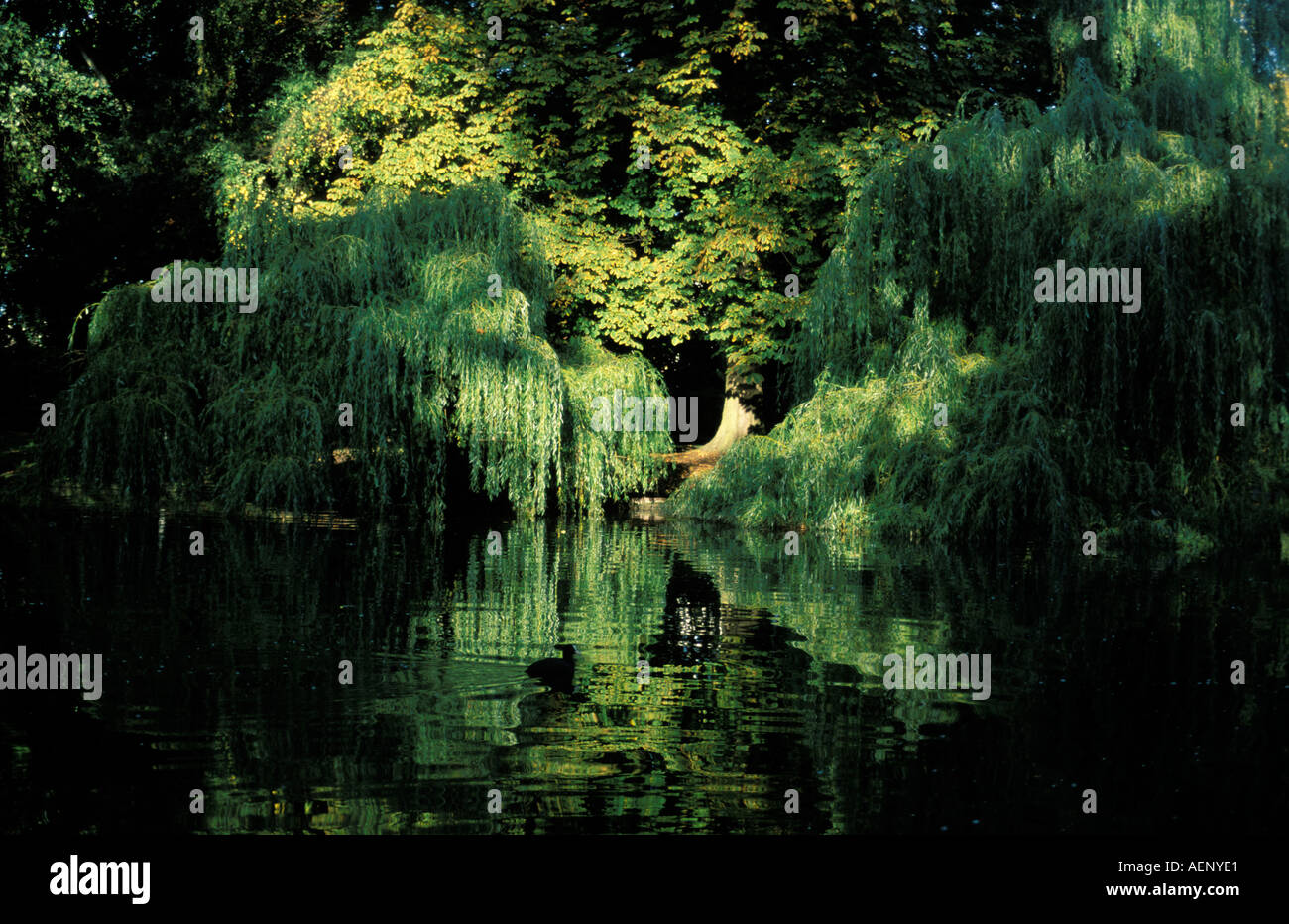 Wilhelminapark hi-res stock photography and images - Alamy