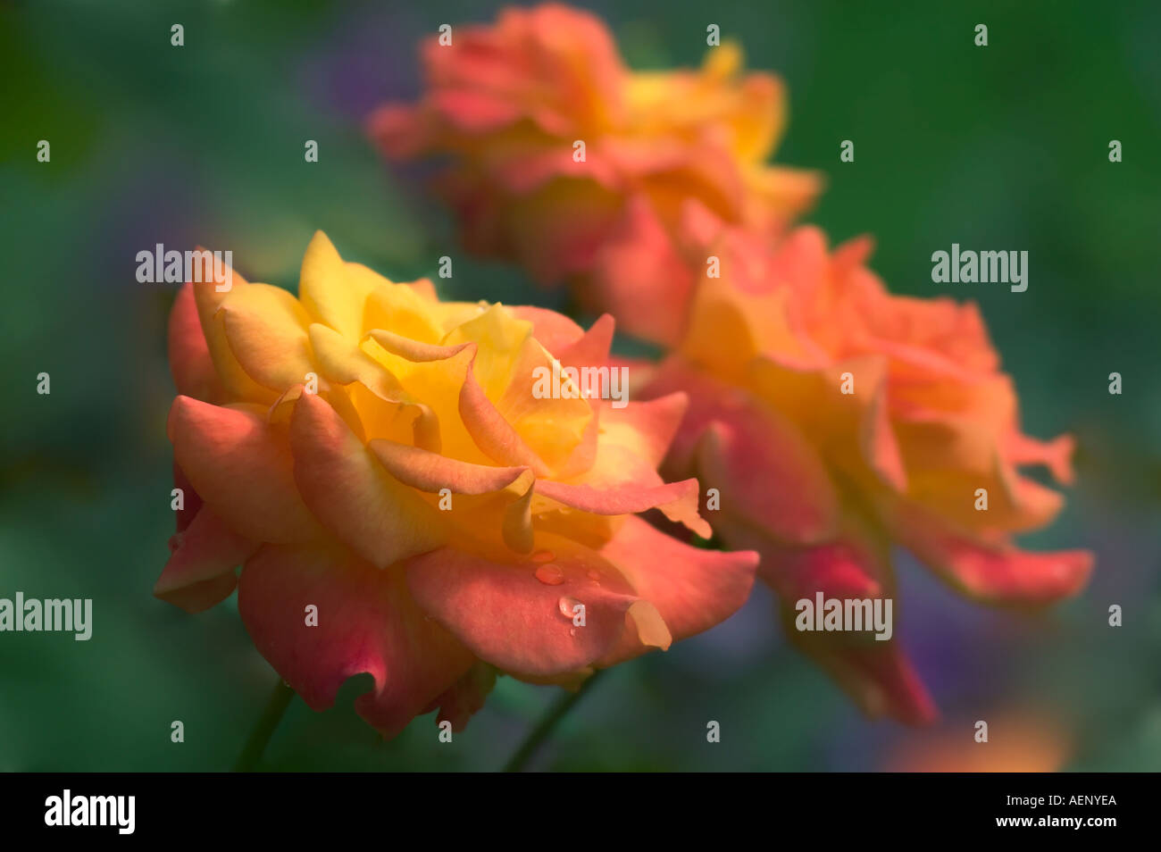 Rose trio. Rosa Rio Samba Stock Photo - Alamy