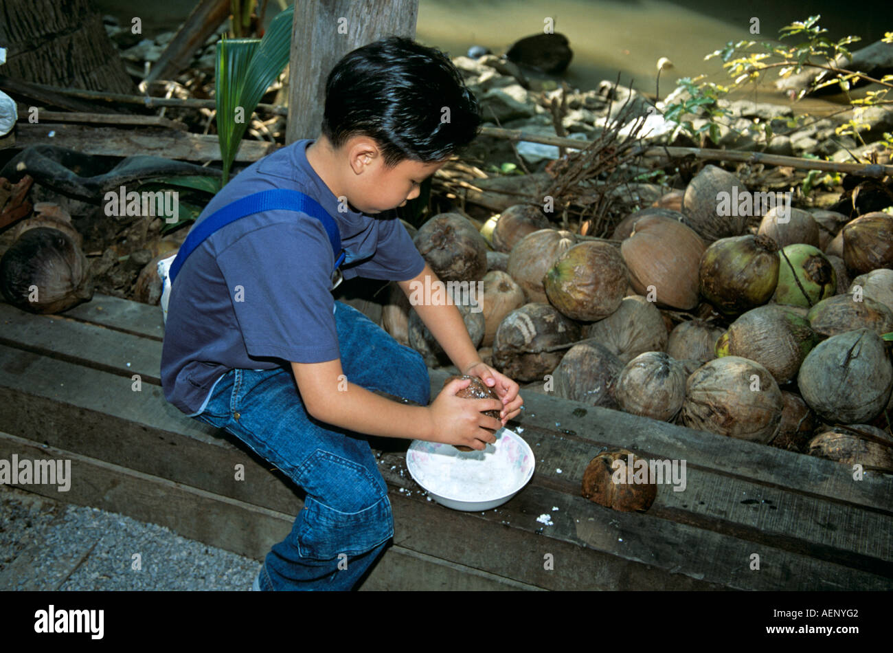 Young boy grinding a coconut at a coconut plantation, Thailand Stock ...