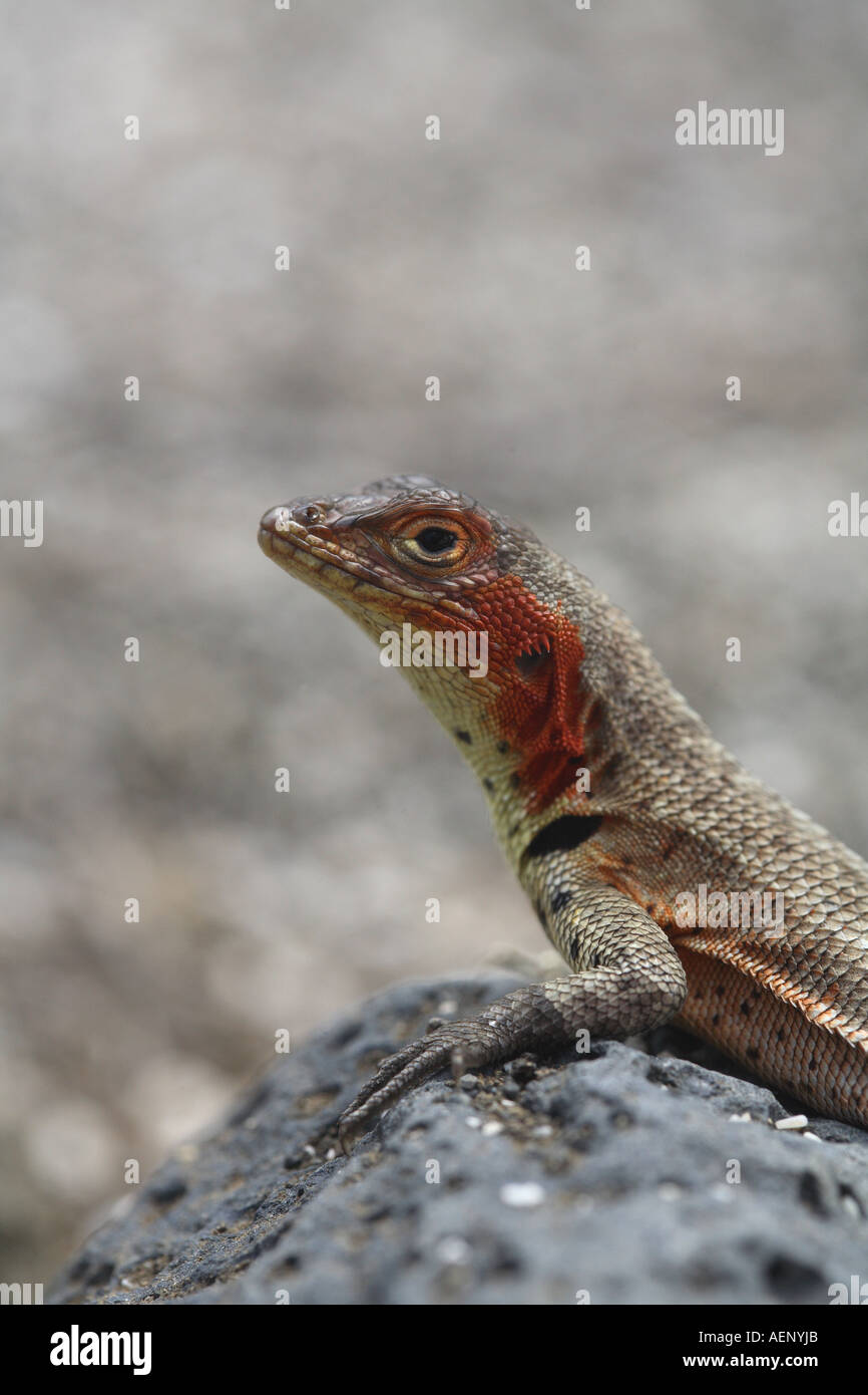 Female Lava Lizard with bright orange red colour on head and neck ...
