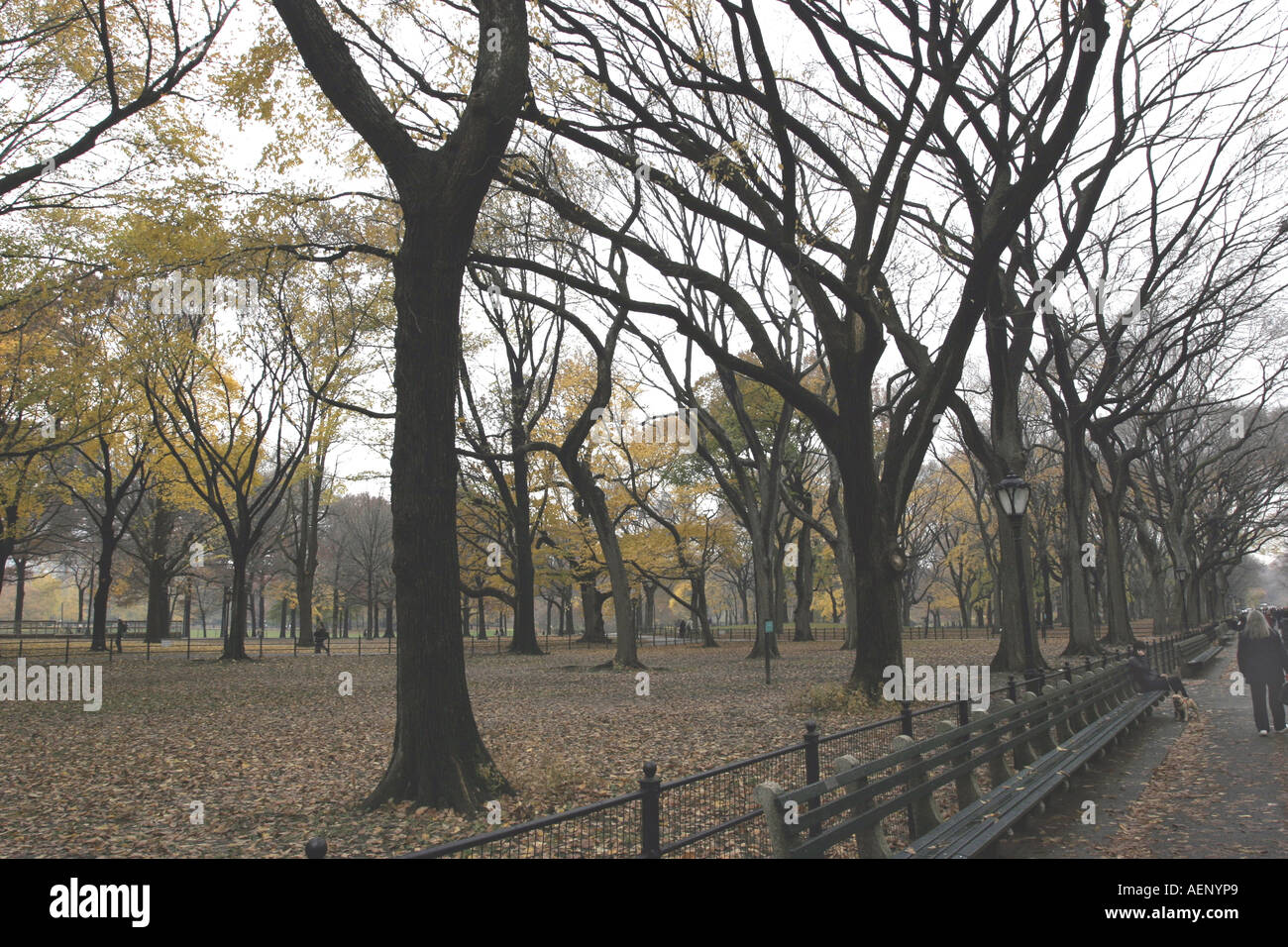 Trees along the main avenue in Central Park Manhattan New York Stock ...