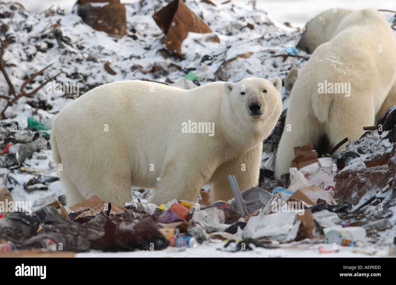 Churchill Manitoba Canada Stock Photo - Alamy