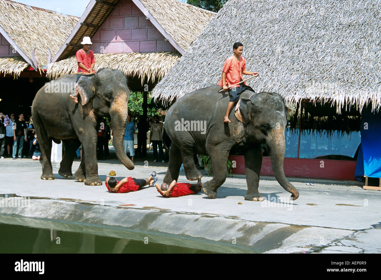Elephants stepping over people on ground, Riverside Rose Garden ...
