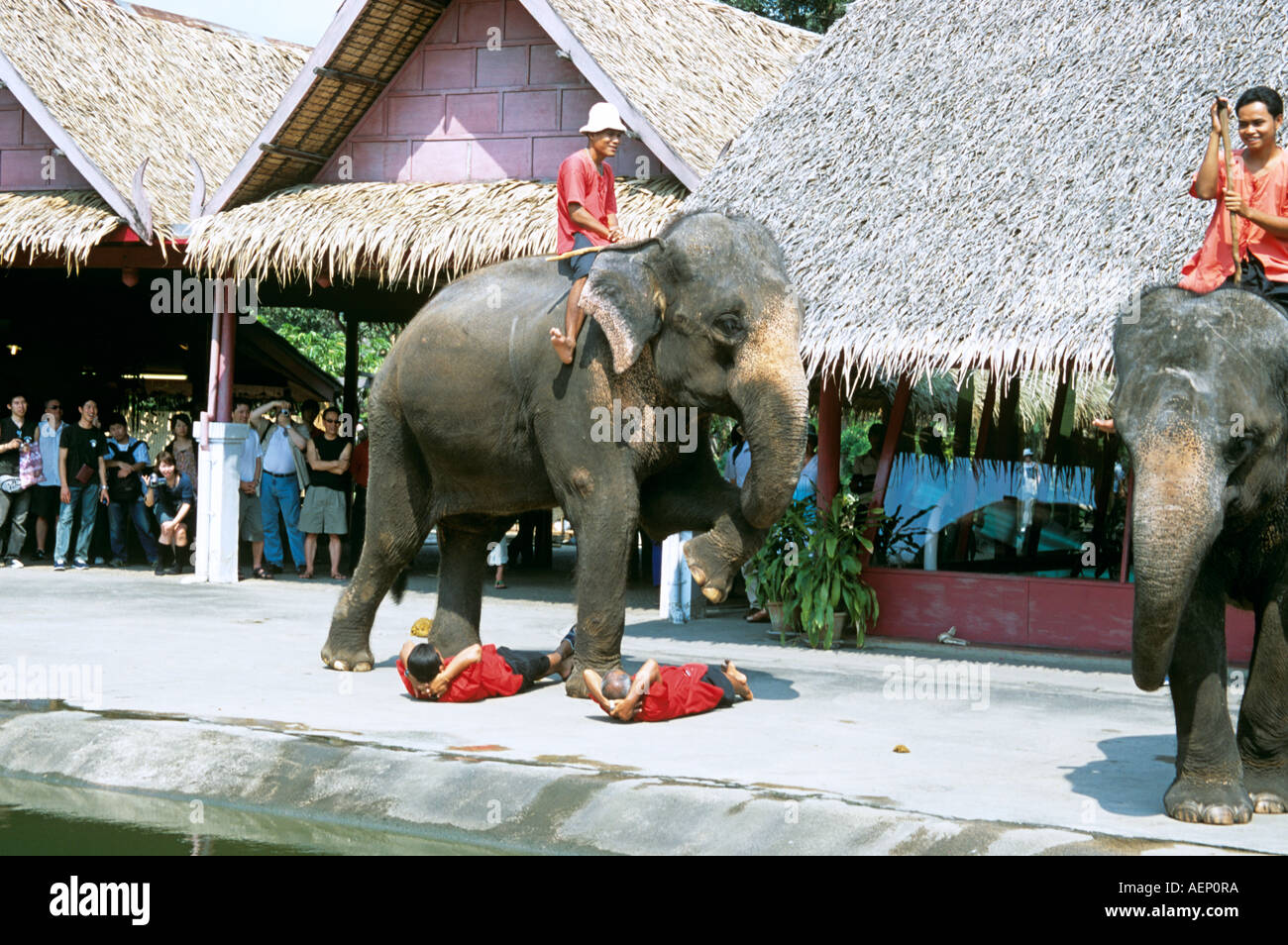 Elephant stepping over people on ground, Riverside Rose Garden, Sampran ...