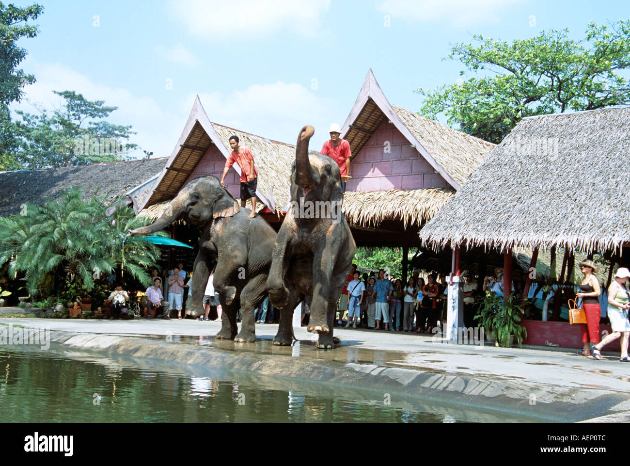 Elephants standing on two legs hi-res stock photography and images - Alamy