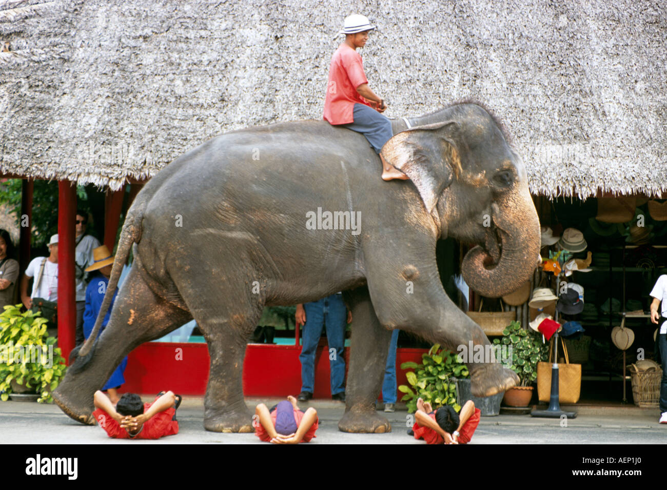 Elephant stepping on person hi-res stock photography and images - Alamy